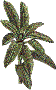 Sage Embroidery Design by Cactus Punch